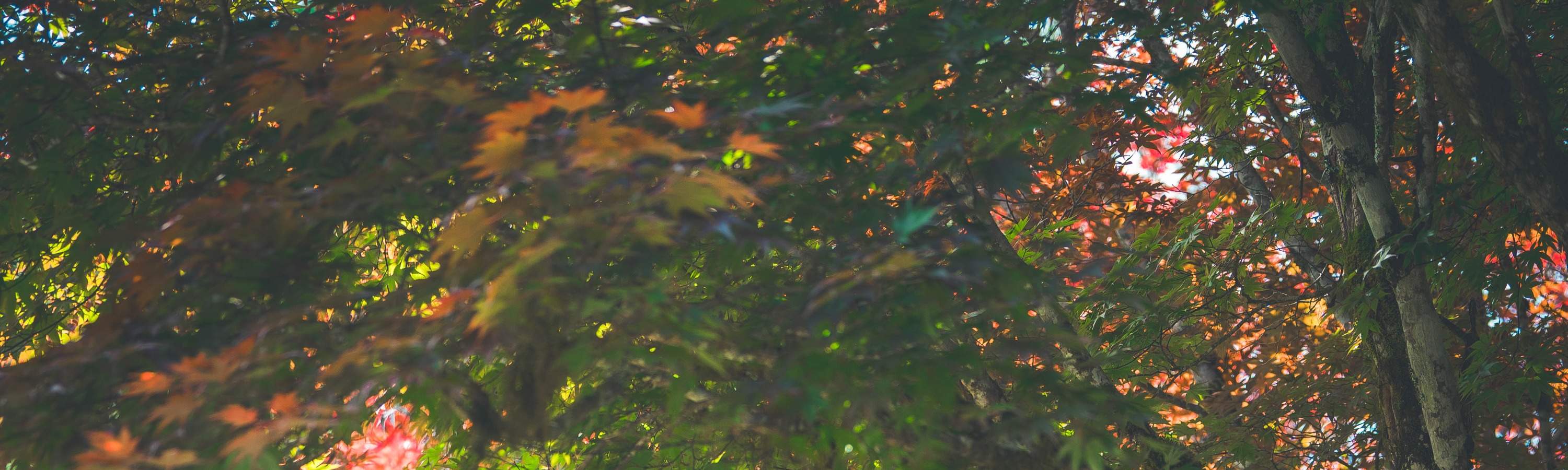 {Muslim Friendly] Taipingshan the captivating high mountain - Klook India